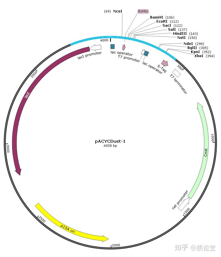 大肠杆菌蛋白双表达载体 - 知乎