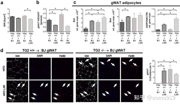 AbMole科研-由于巨噬细胞c-Src信号传导增强TG2的缺失对胰岛素抵抗敏感 - 知乎