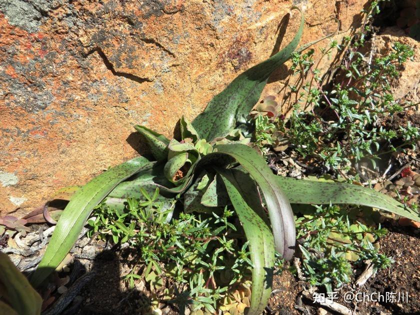 多肉植物全图鉴17：秋水仙科（Colchicaceae），秋水仙属（Colchicum） 原始种A-H - 知乎
