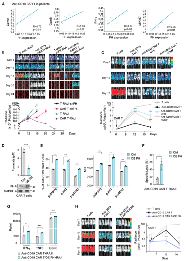 Cell Metabolism丨癌细胞来源的富马酸盐抑制肿瘤微环境中 CD8+ T 细胞的抗肿瘤能力 - 知乎