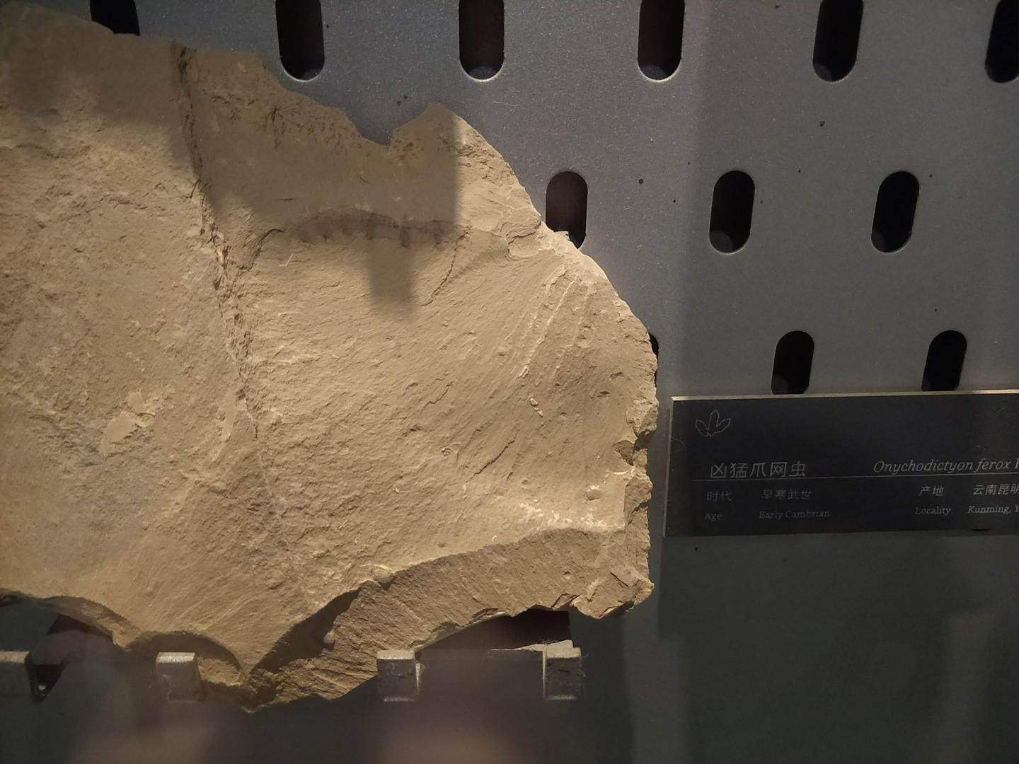 地质博物馆记行：馆藏.寒武纪篇 - 知乎