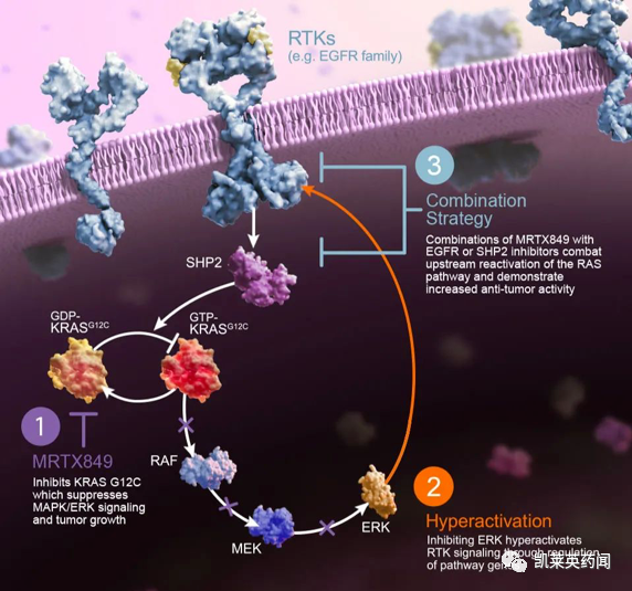 恭喜Mirati！全球第2款KRAS抑制剂KRAZATI获FDA批准上市 - 知乎