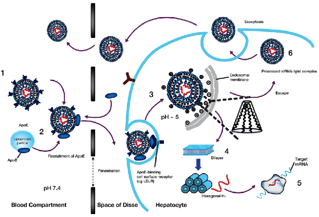 FDA 批准上市的 siRNA 药物非临床药效学研究 —— 复盘与启示 - 知乎