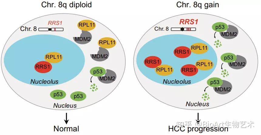 Sci Adv | 周钢桥/贺福初合作揭示新的肝癌癌基因RRS1 - 知乎
