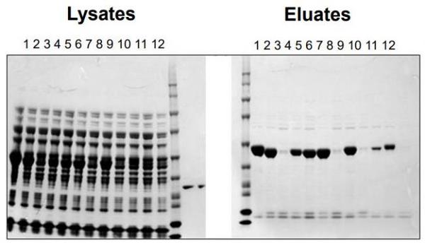 应用案例 | Protein Maker高通量全自动蛋白纯化仪 - 知乎