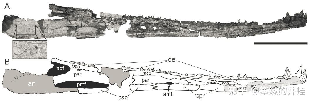 【地球演义】鲵皇 - 知乎
