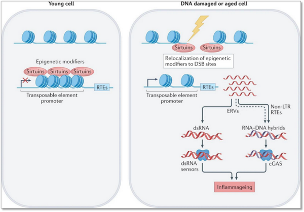 Nat Rev Immunol 综述 | 浙江大学医学院赵阳等评述衰老相关炎症中的DNA损伤和修复 - 知乎