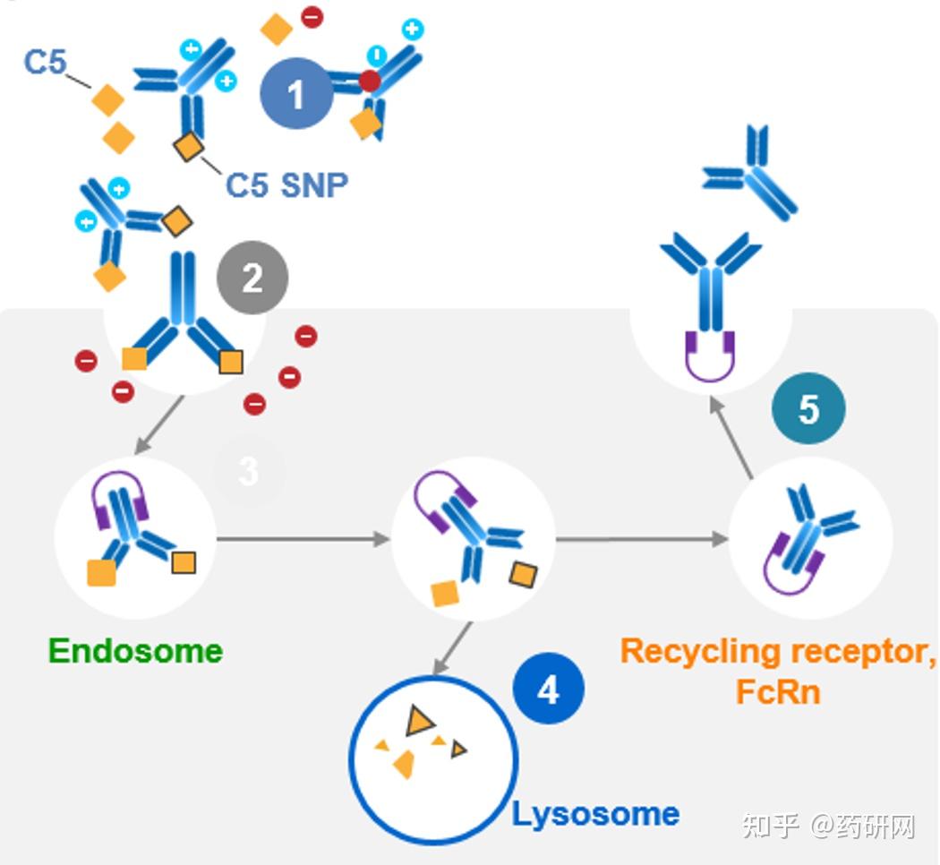 从阿斯利康子公司看全球C5靶点布局 - 知乎