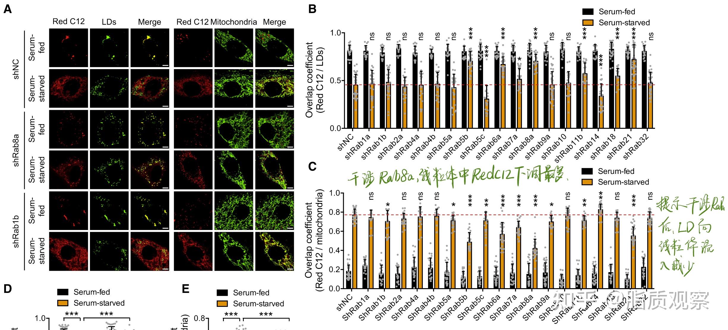 AMPK通过调节Rab8a-Plin5互作促进脂滴线粒体互作 - 知乎