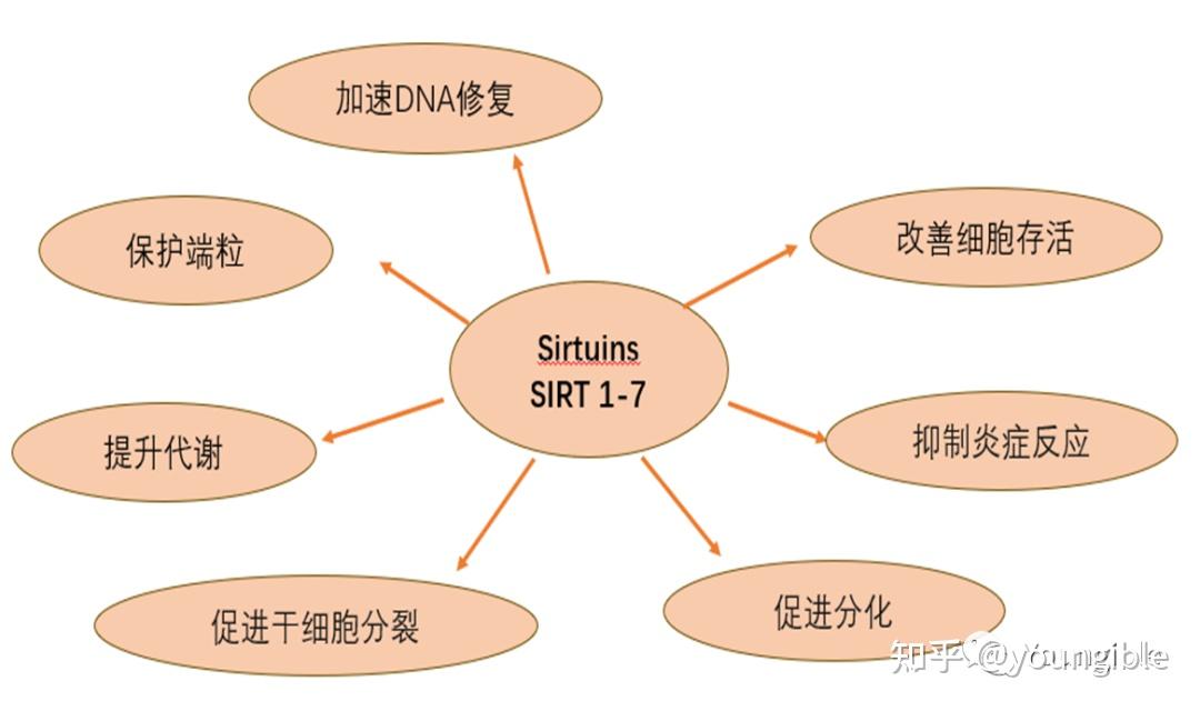 寿命的秘密-长寿基因Sirtuins家族 - 知乎
