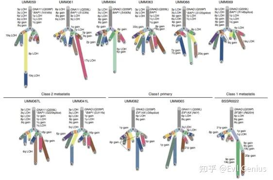 单细胞空间数据分析之CNV进化树 - 知乎