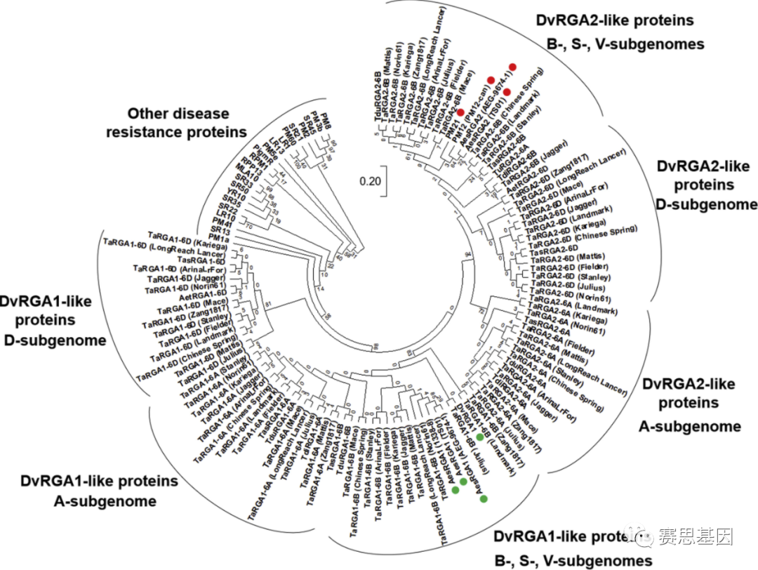 【Plant Biotech J】小麦的两个野生近缘同源基因Pm12和Pm21表现出进化保守性，但对白粉病的抗性存在差异 - 知乎