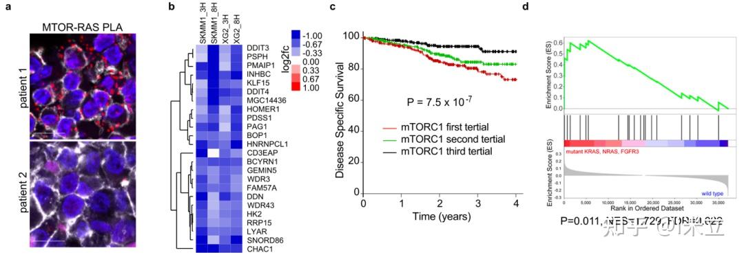 IF:17.694|RAS激活mTORC1—多发性骨髓瘤治疗的新靶点|在多发性骨髓瘤中，RAS通过氨基酸感应机制异常激活mTORC1 - 知乎