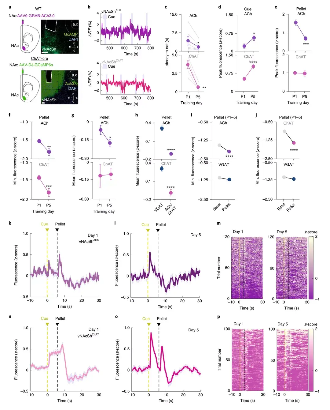 Nat Neurosci：破译VTA-NAc奖赏神经环路新机制 - 知乎