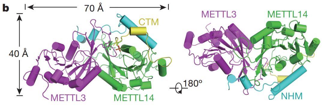 特别推荐 | 凡是过去,皆为序章——m6A结构生物学前沿进展 - 知乎