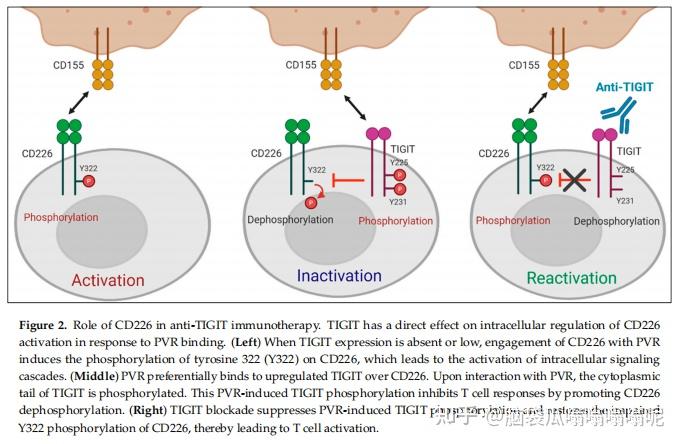 TIGIT靶点调研 - 知乎