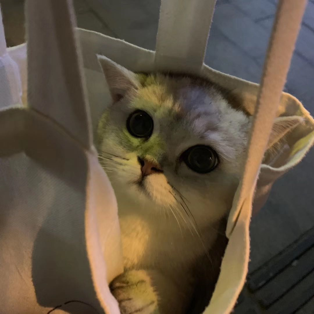 猫咪乱尿屡教不改很头疼 一分钟教你解决 知乎