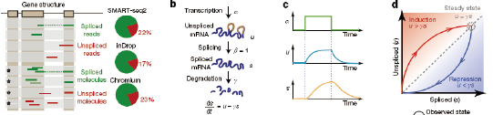 单细胞·拟时轨迹 Rna Velocity 知乎