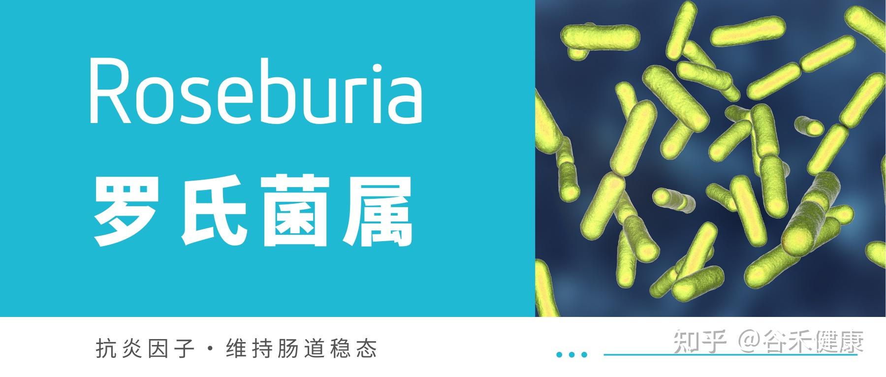 肠道重要基石菌属——罗氏菌属(Roseburia) - 知乎