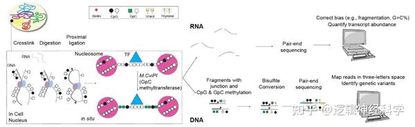 NOMe-HiC︱美国辛辛那提儿童医院刘亚平/王丽团队揭示三维空间中表观遗传学相互作用的单分子多组学 - 知乎