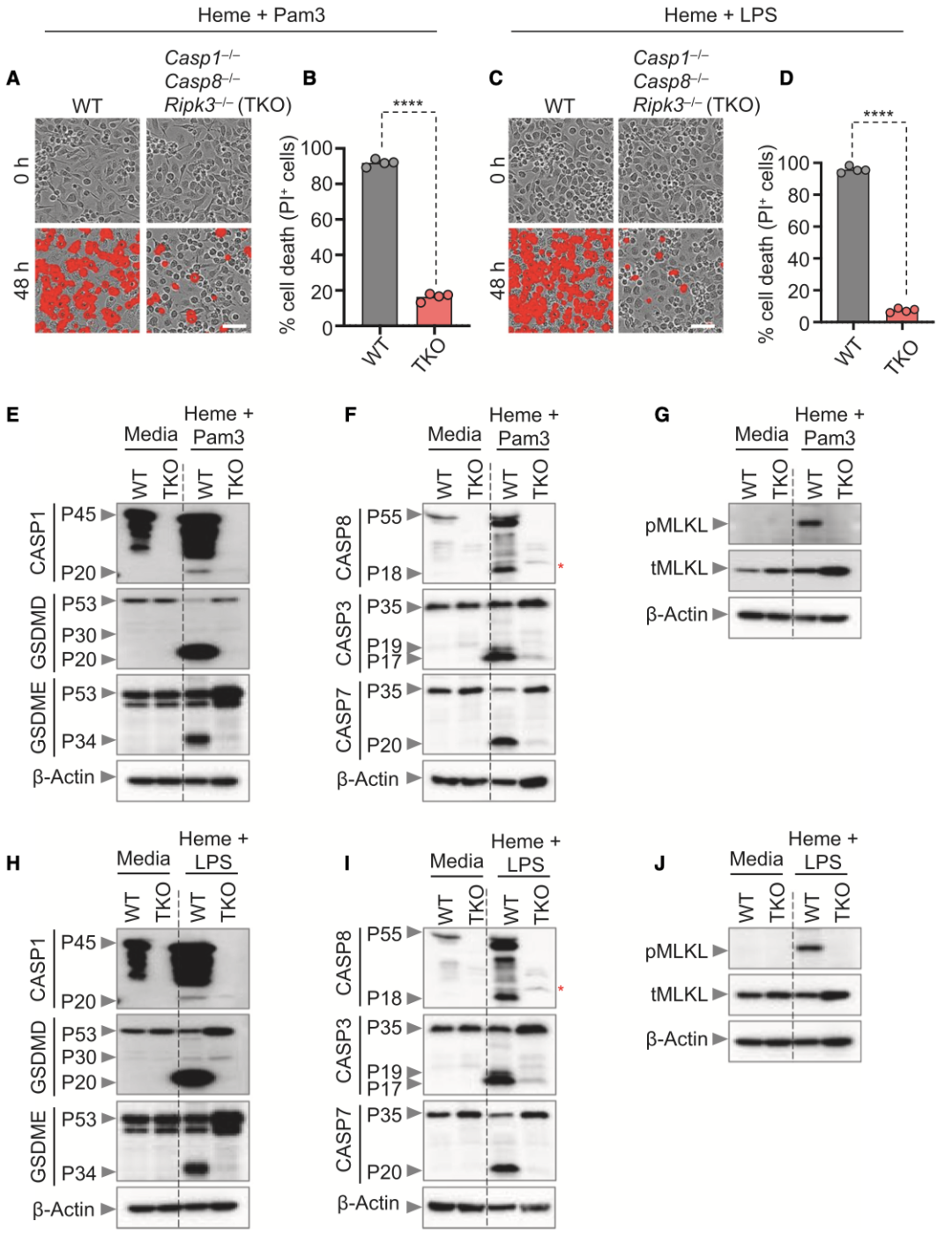 Cell丨NLRP12——PANoptosis新关键分子 - 知乎