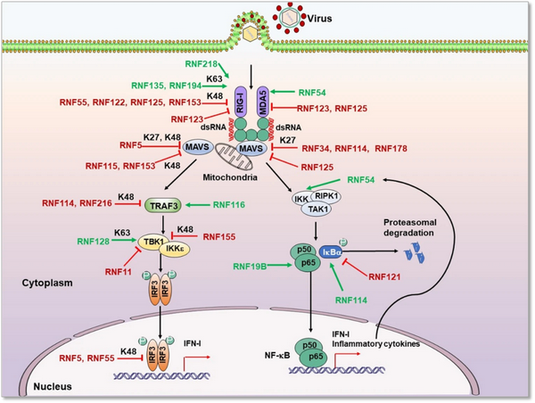 STTT 综述︱蔡春梅/郑春福评述环指蛋白家族（RNFs）在健康和疾病中的研究进展 - 知乎