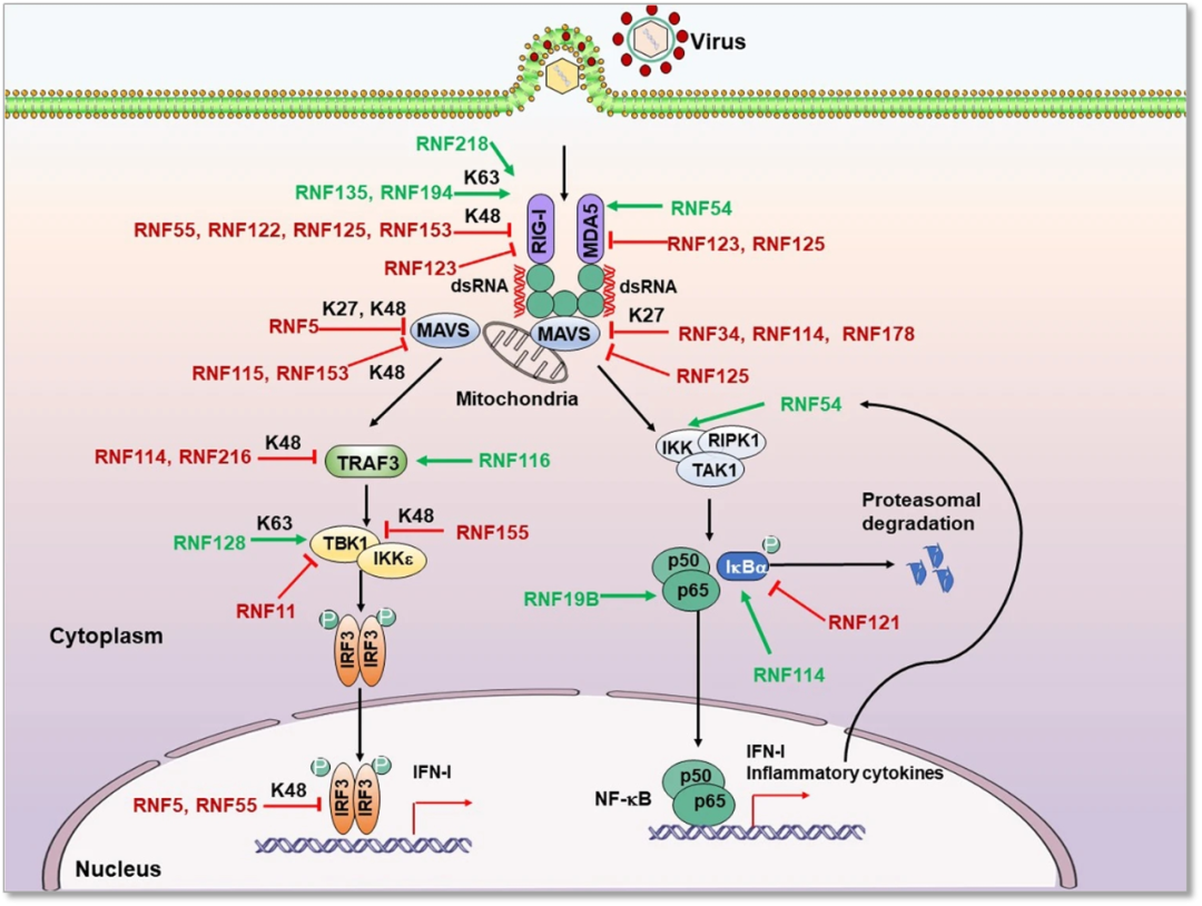 STTT 综述︱蔡春梅/郑春福评述环指蛋白家族（RNFs）在健康和疾病中的研究进展 - 知乎