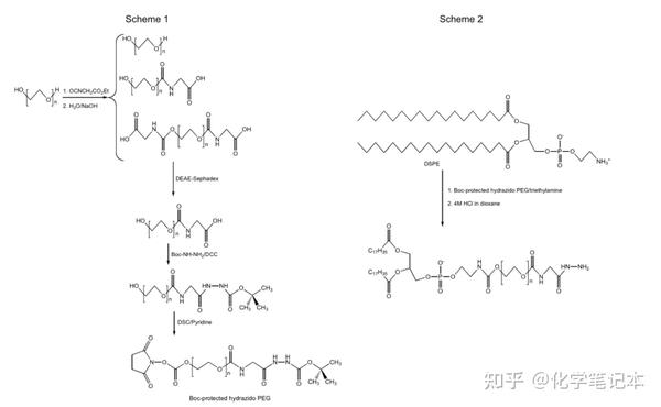 DSPE-PEG的结构与纳米载体性能之间的关系，以及DSPE-PEG及其衍生物在给药系统中的最新进展 - 知乎
