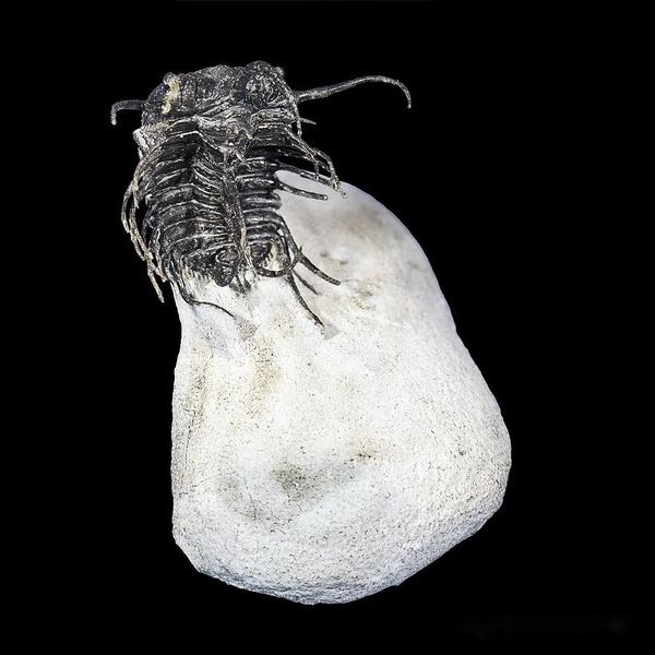 【动物界全系列】节肢动物门—三叶形亚门 - 知乎