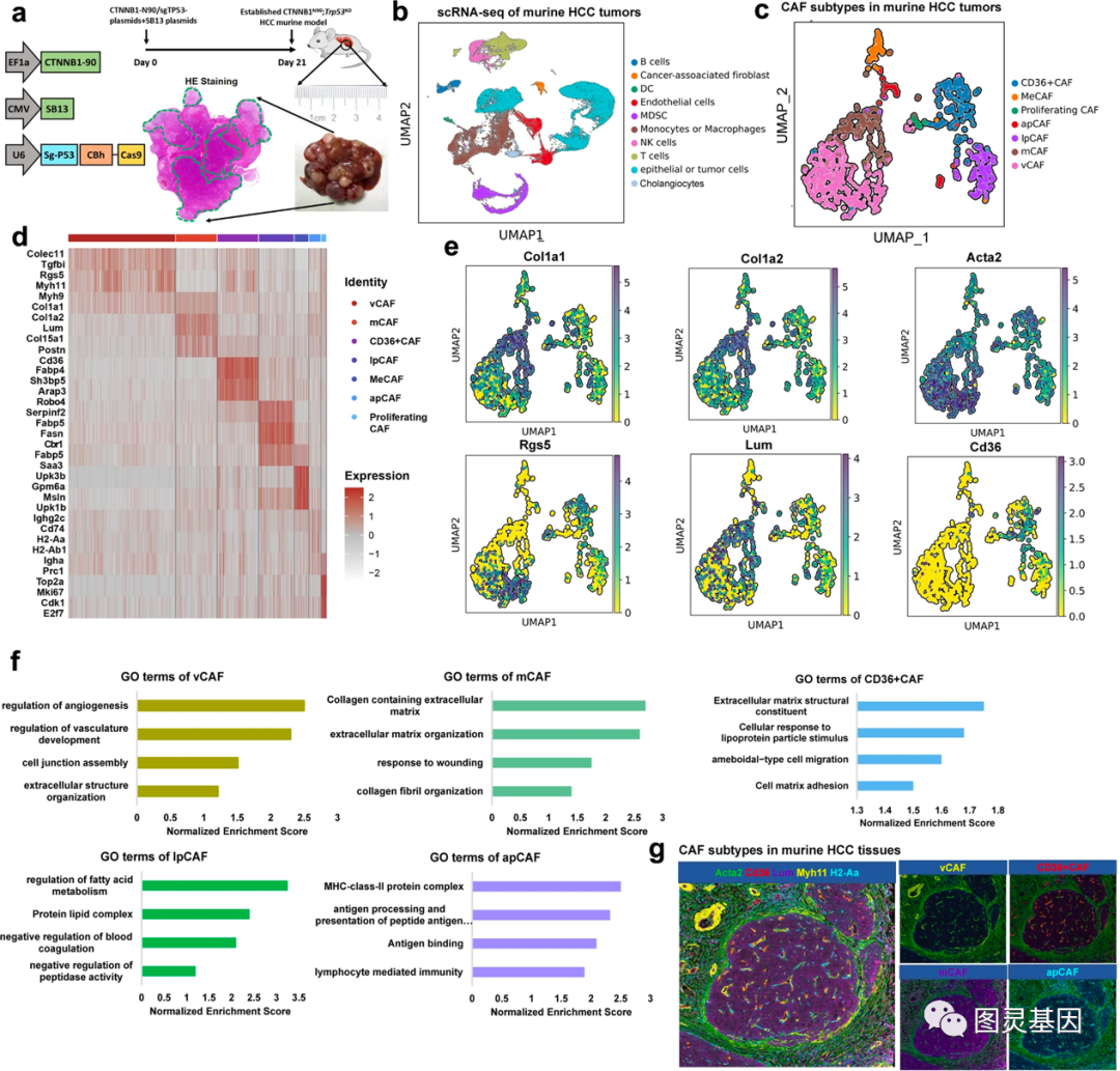 Cell Discov ｜ CD36+癌细胞抑制巨噬细胞迁移为肝癌提供免疫抑制微环境 - 知乎