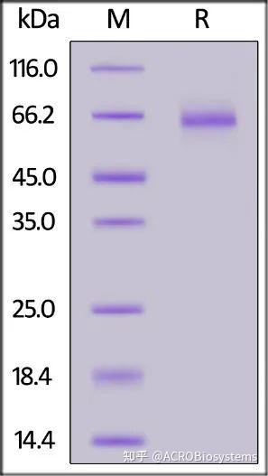 抗癌新靶标ADAM9有何过人之处 - 知乎