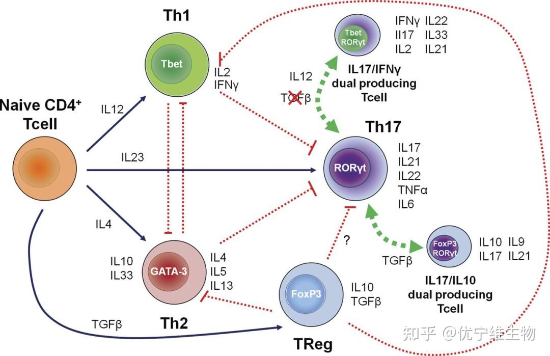 【罗工流式宝典第10式】Th亚型区分，并非细胞因子marker不可 - 知乎