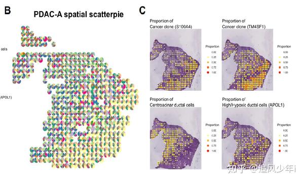 10X空间转录组数据分析之细胞百分比饼图的绘制 - 知乎