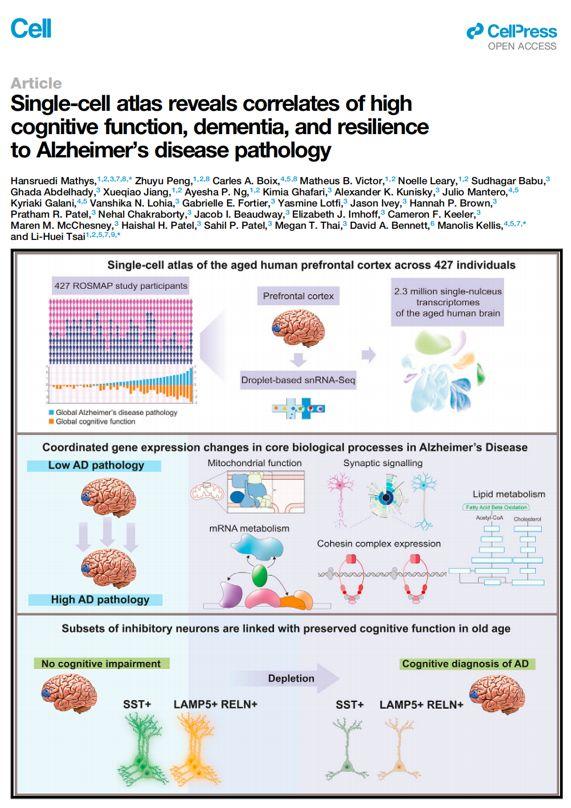 Cell: 蔡立慧团队多角度剖析AD致病机制，人脑单细胞测序是核心 - 知乎