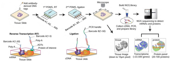 哺乳动物早期胚胎发育的奥秘 | 时空简讯26期 - 知乎
