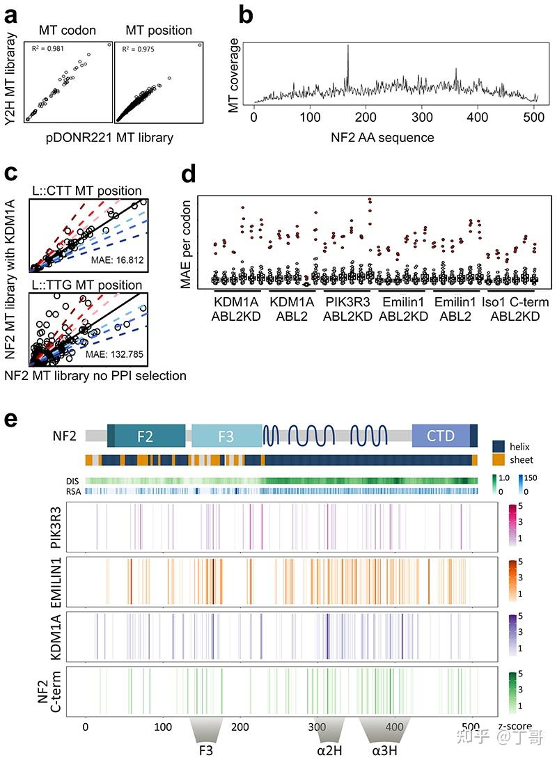 错义变体相互作用扫描揭示了FERM-F3结构域对肿瘤抑制蛋白NF2构象和功能的关键作用 - 知乎