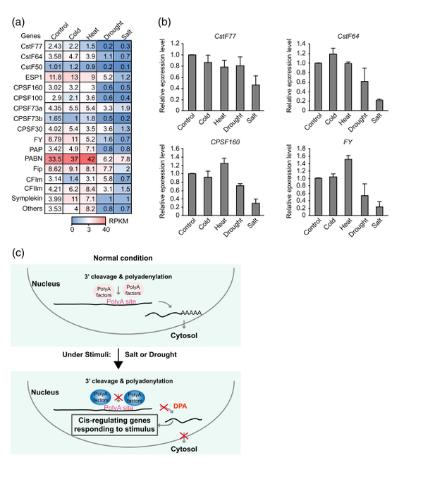 The Plant Journel| 清华大学戚益军教授|水稻lncRNA多腺苷酸化的胁迫响应调控 - 知乎