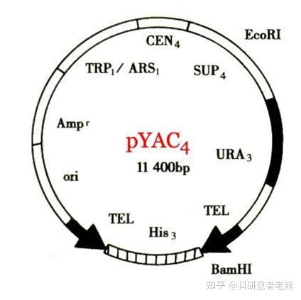 总概篇：真核表达系统（第一弹）——酵母表达系统 - 知乎