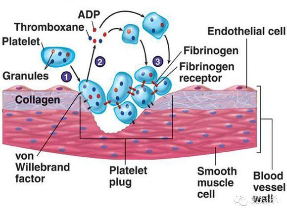Find A Diagram Showing Platelet Plug Formation. Platelet Pla