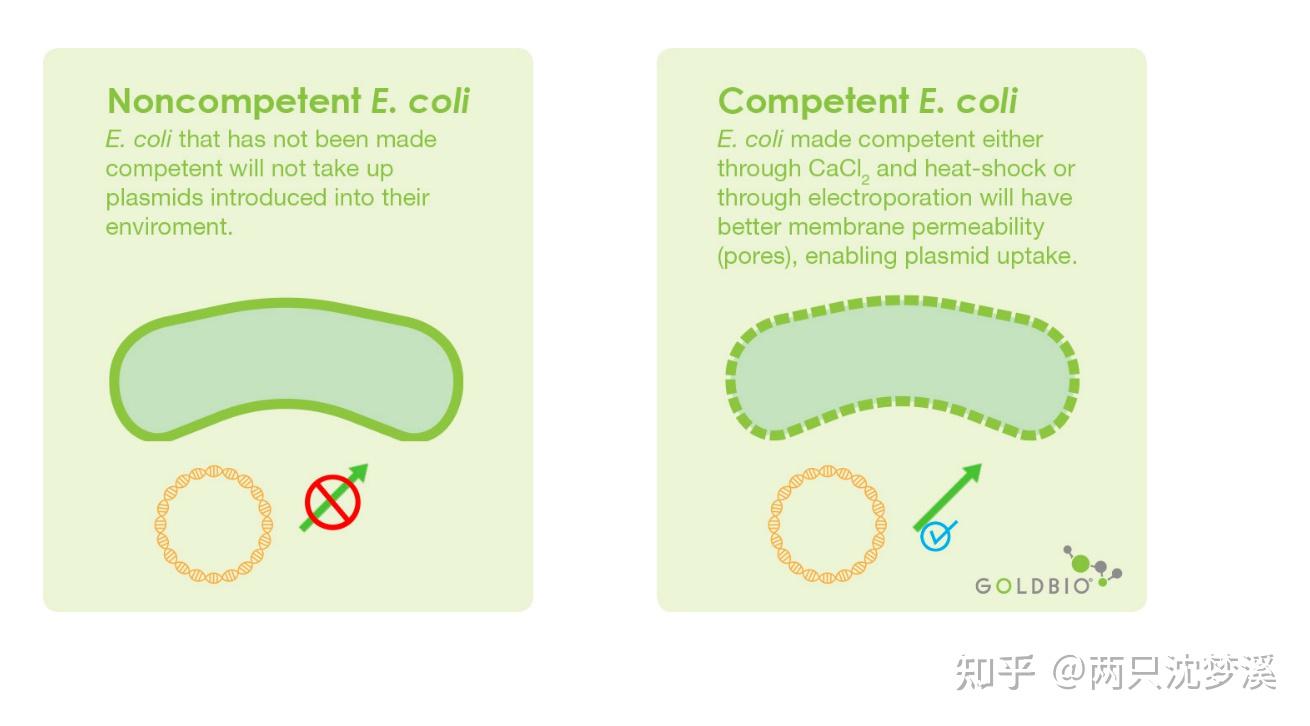 Competent cells - 知乎