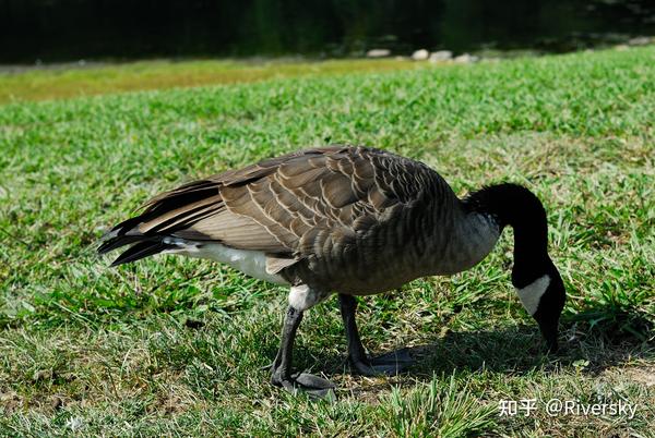 朝花夕拾：尼康末代高端CCD单反相机 - D200 - 知乎