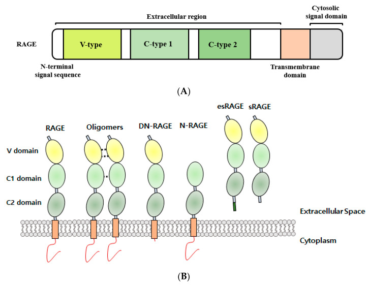晚期糖基化终产物受体-AGER/RAGE蛋白与抗体 - 知乎