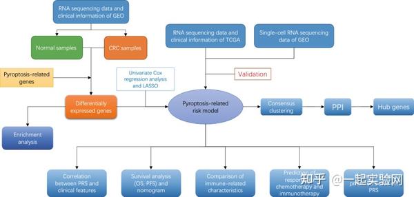 6+肿瘤生信文章，教你bulk RNA-seq+scRNA-seq的分析思路，快来抄作业！！！ - 知乎