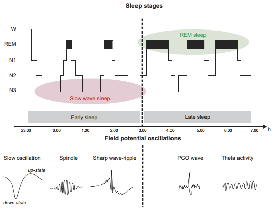 为什么睡眠能促进记忆？ 理论模型篇 - 知乎