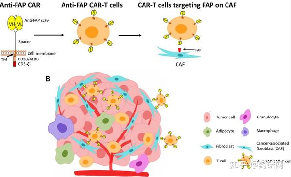 靶向实体瘤另辟蹊径：成纤维细胞激活蛋白(FAP) - 知乎