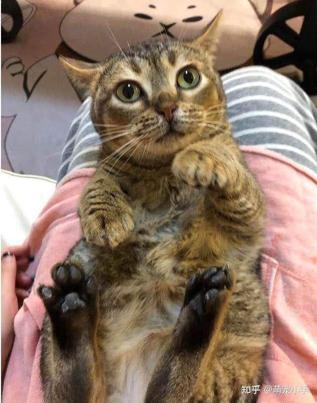 猫咪向你露肚子,可不是因为爱你,还有这些不为人知的含义! 知乎