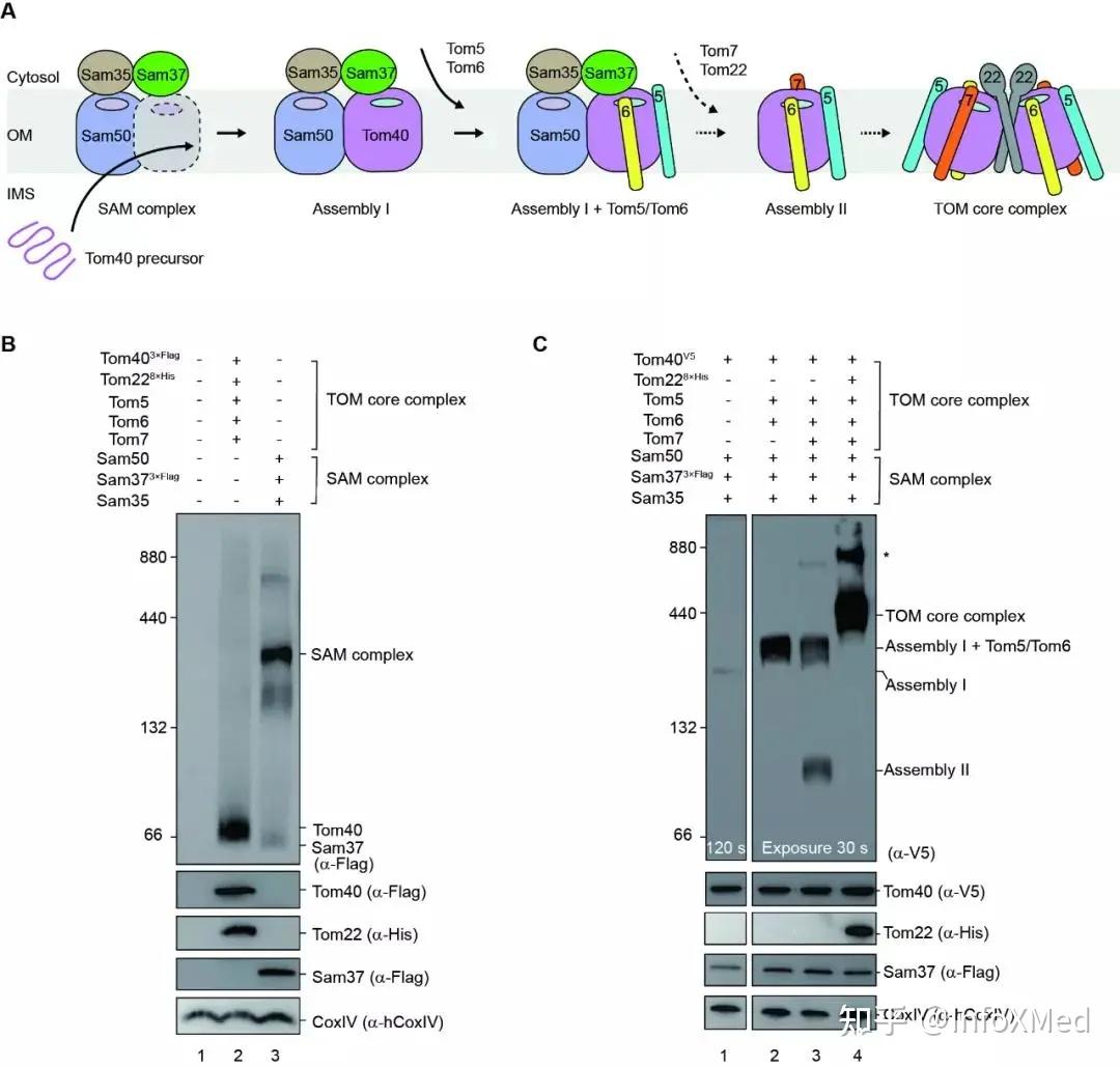 Science | 殷平团队揭示线粒体外膜TOM转位酶复合体组装的分子机制！ - 知乎