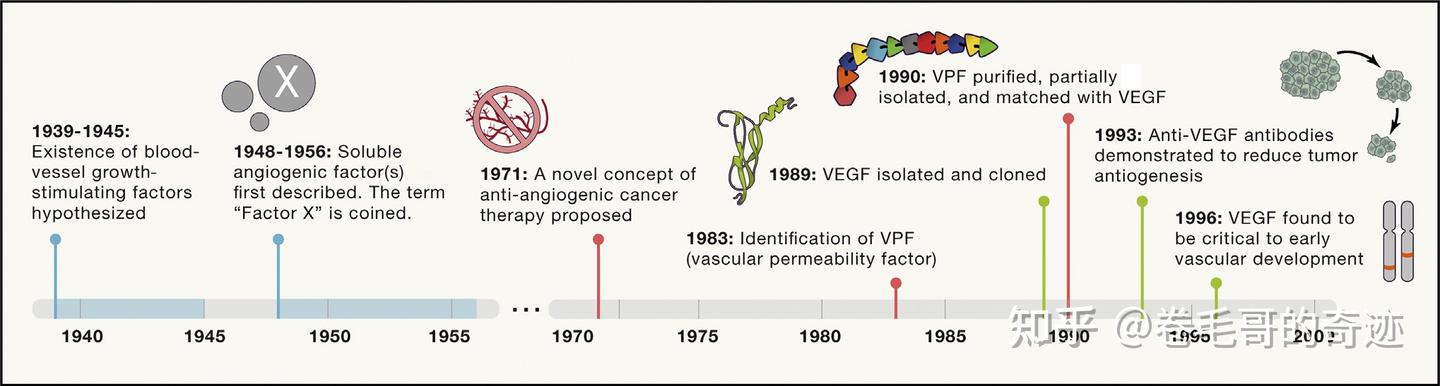 VEGF-VEFGR通路 - 知乎