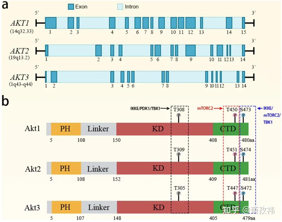 多面手：AKT - 知乎