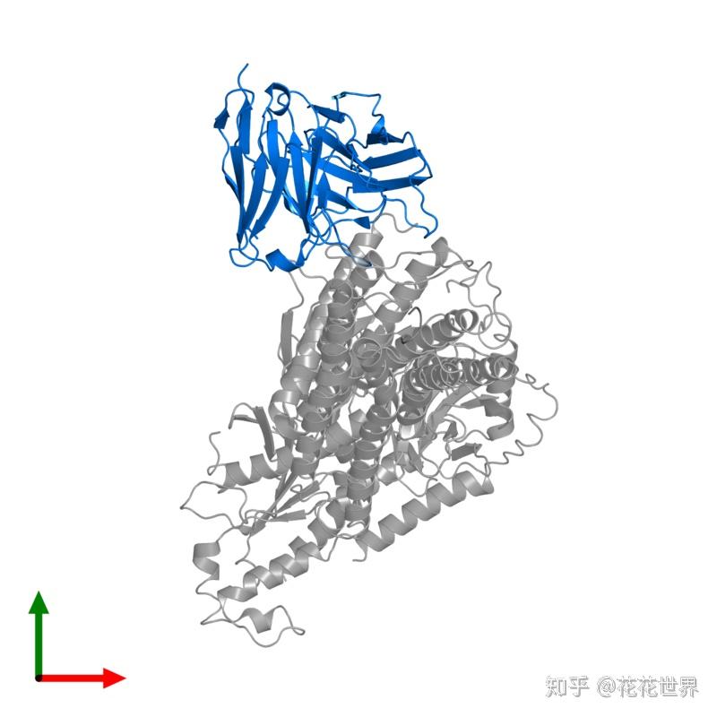 Single-Chain Fragment Variable (ScFv) - 知乎
